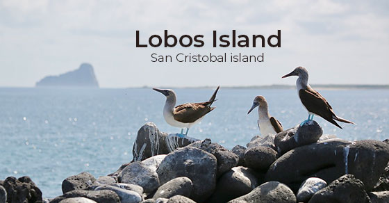 Tour to Lobos Island, Galapagos