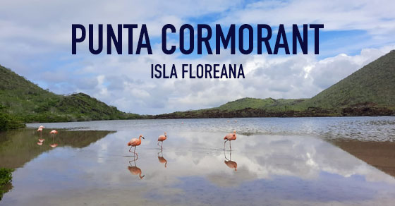 Tour Punta Cormorant e islote Enderby isla Floreana